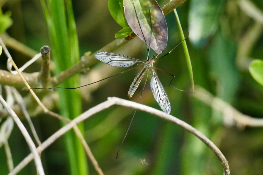 La Tipule des prairies, le "cousin" maladroit