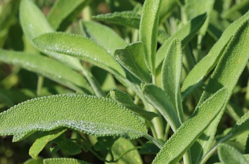 Le Persil, l’aromate indispensable