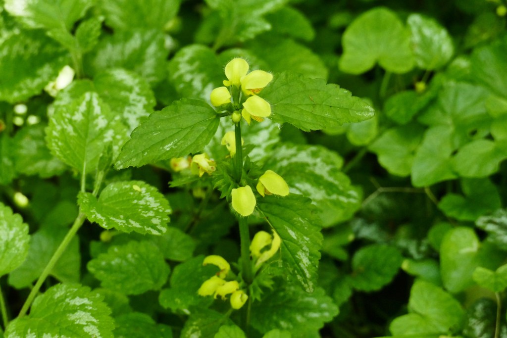 Le Lamier jaune : bienfaits, usages et précautions