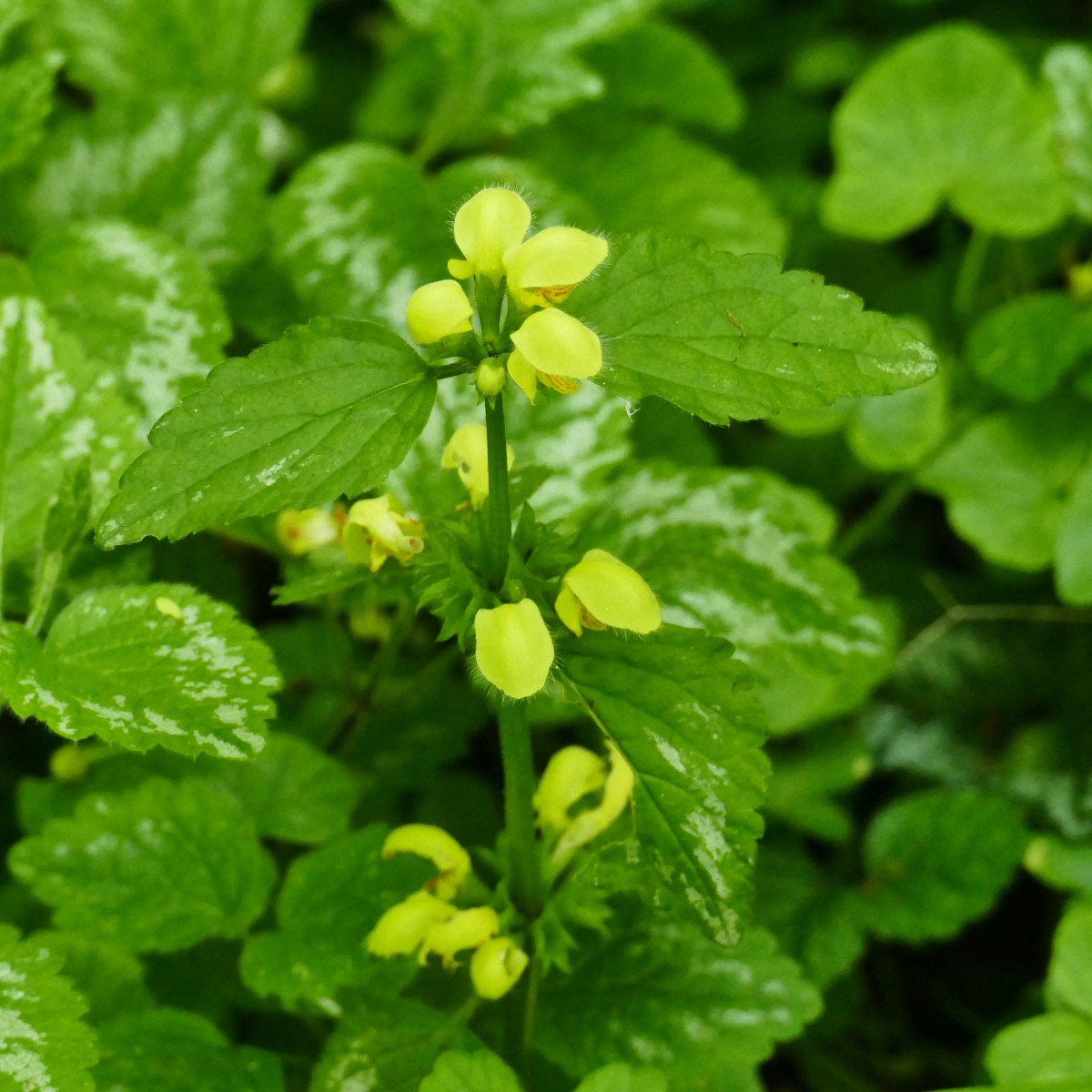 Le nombril de Vénus, plante discrète et précieuse