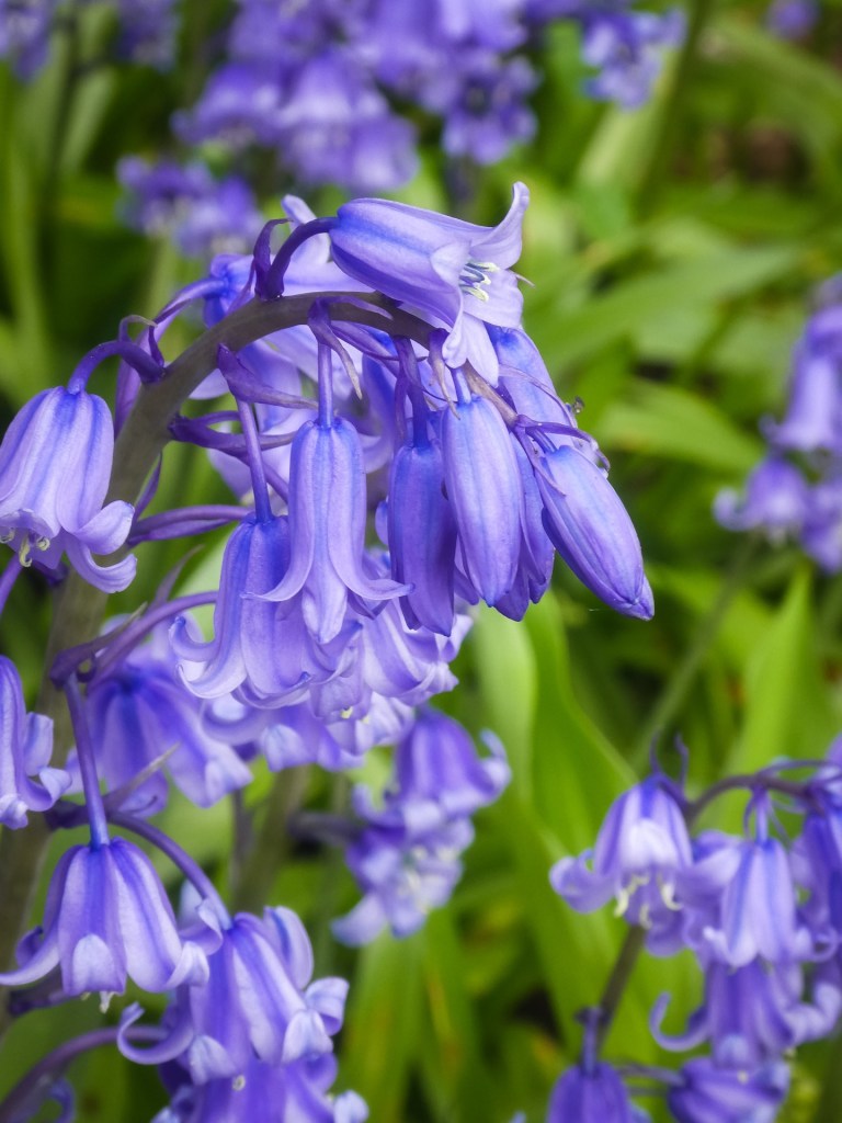 Jacinthe des bois, la belle toxique du printemps