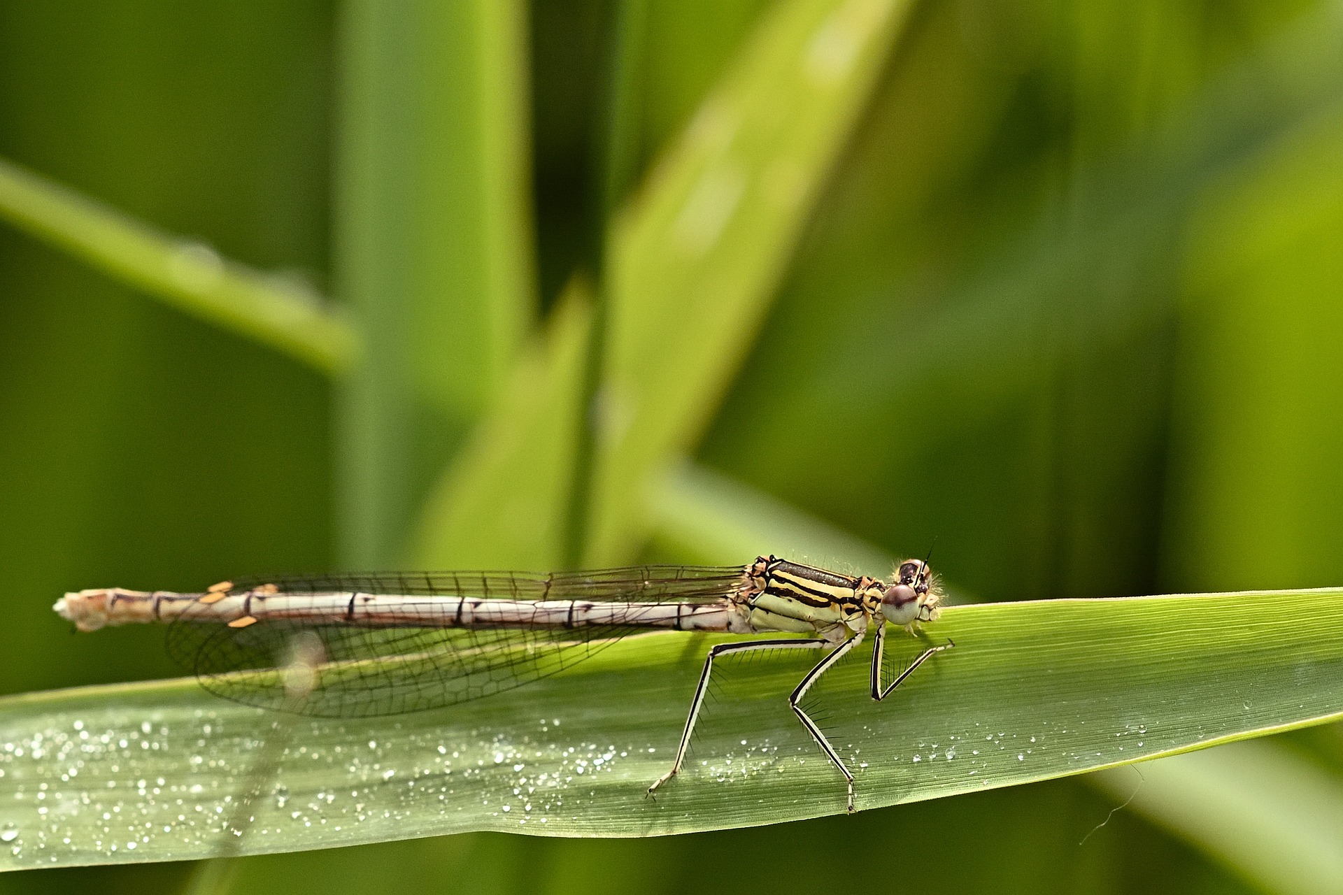 Les Odonates : libellules et demoiselles au jardin