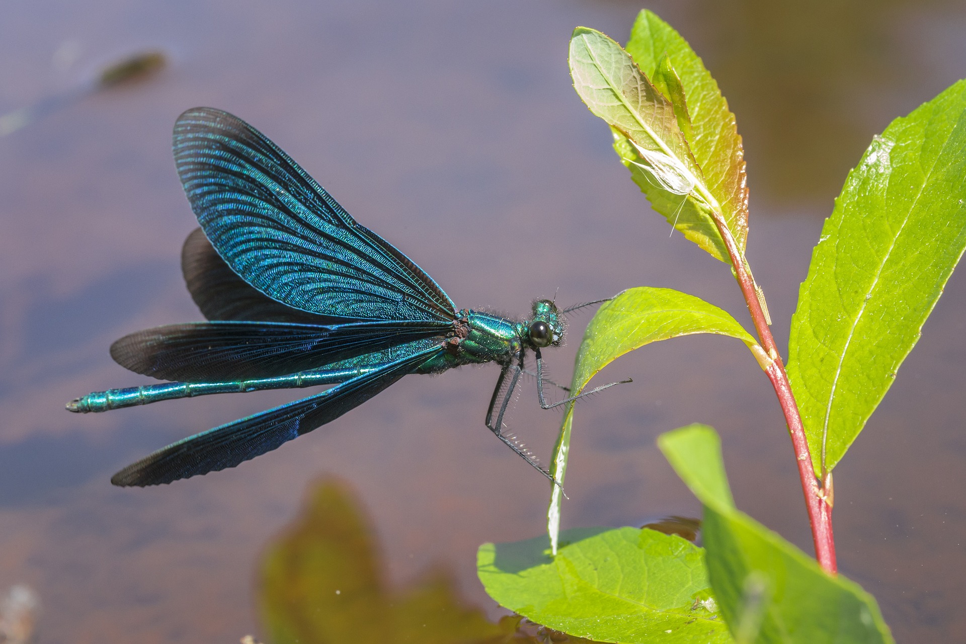 Les Odonates : libellules et demoiselles au jardin