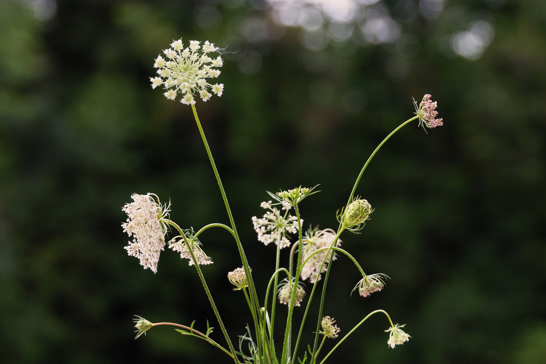 La Carotte sauvage, la rebelle des prairies