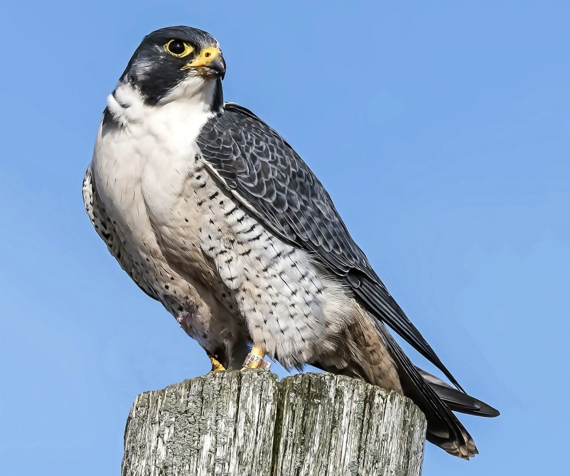 Le Faucon pèlerin, le roi du ciel