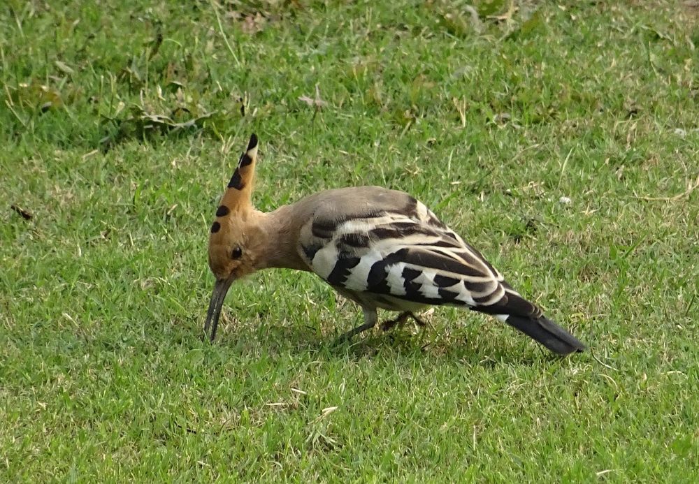 La Huppe fasciée, l'oiseau à la crête de punk