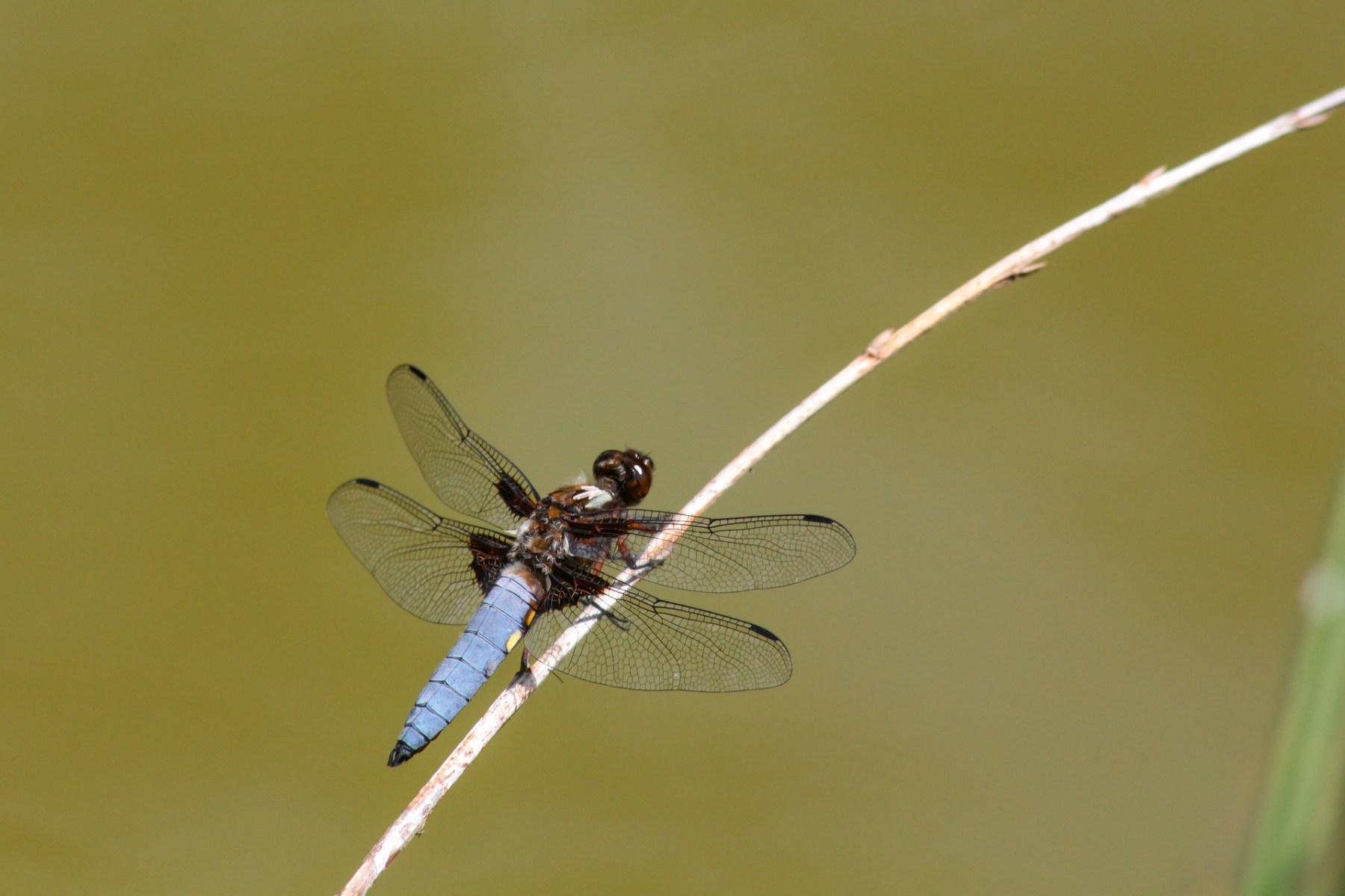 Les Odonates : libellules et demoiselles au jardin