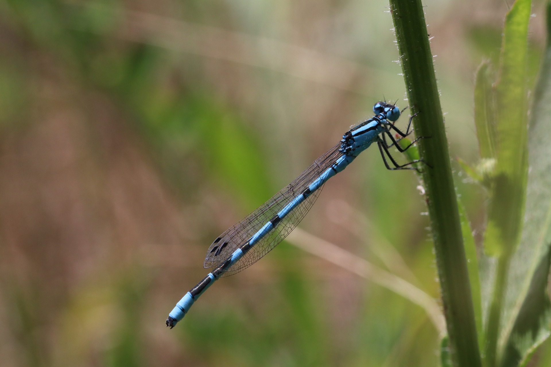 Le Moro Sphinx, le papillon colibri