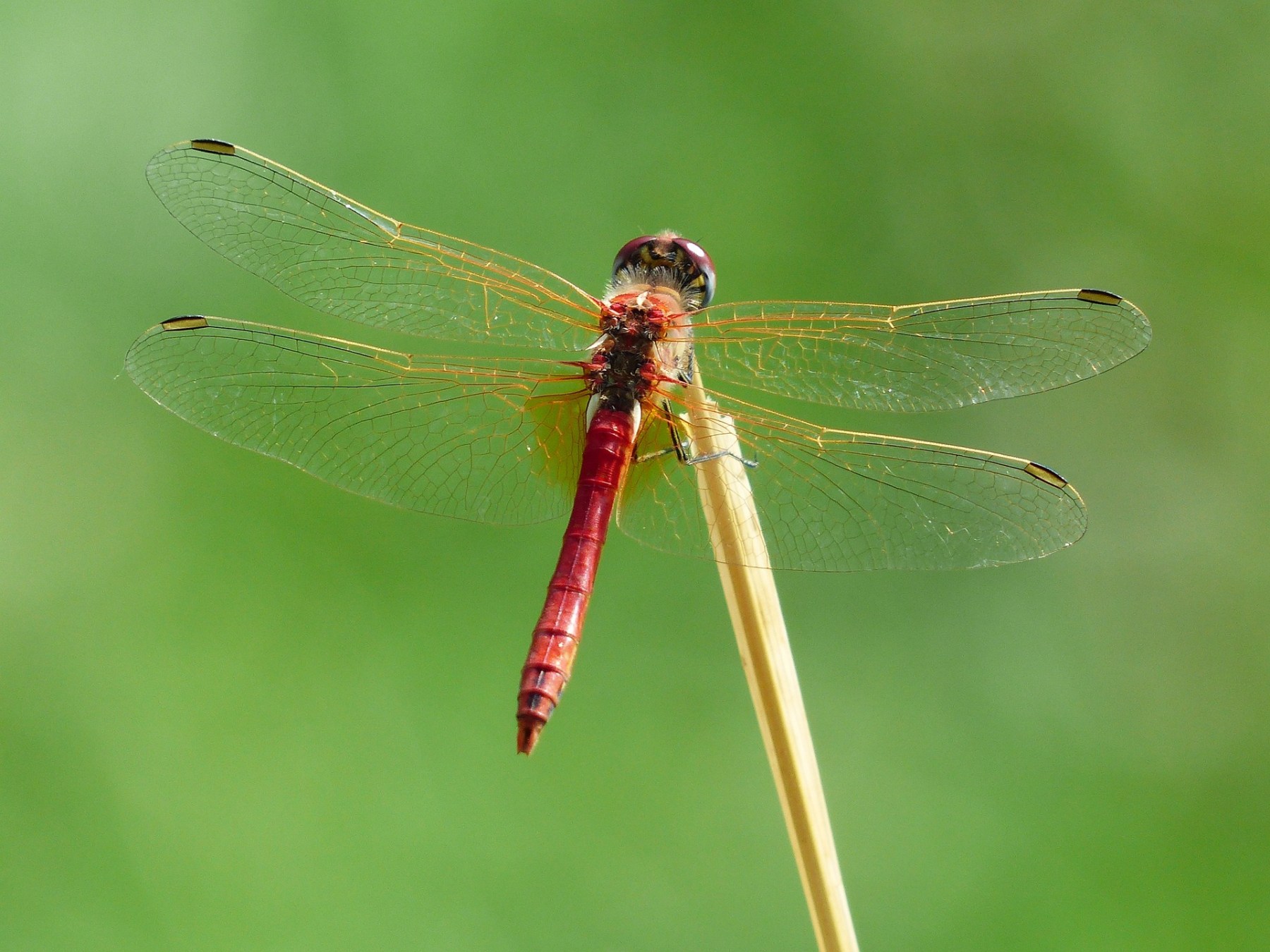 Les Odonates : libellules et demoiselles au jardin