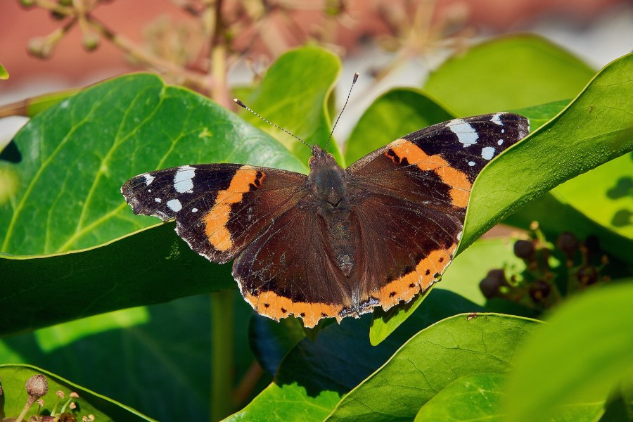 La Mégère (Lasiommata megera) et le Satyre, un papillon unique