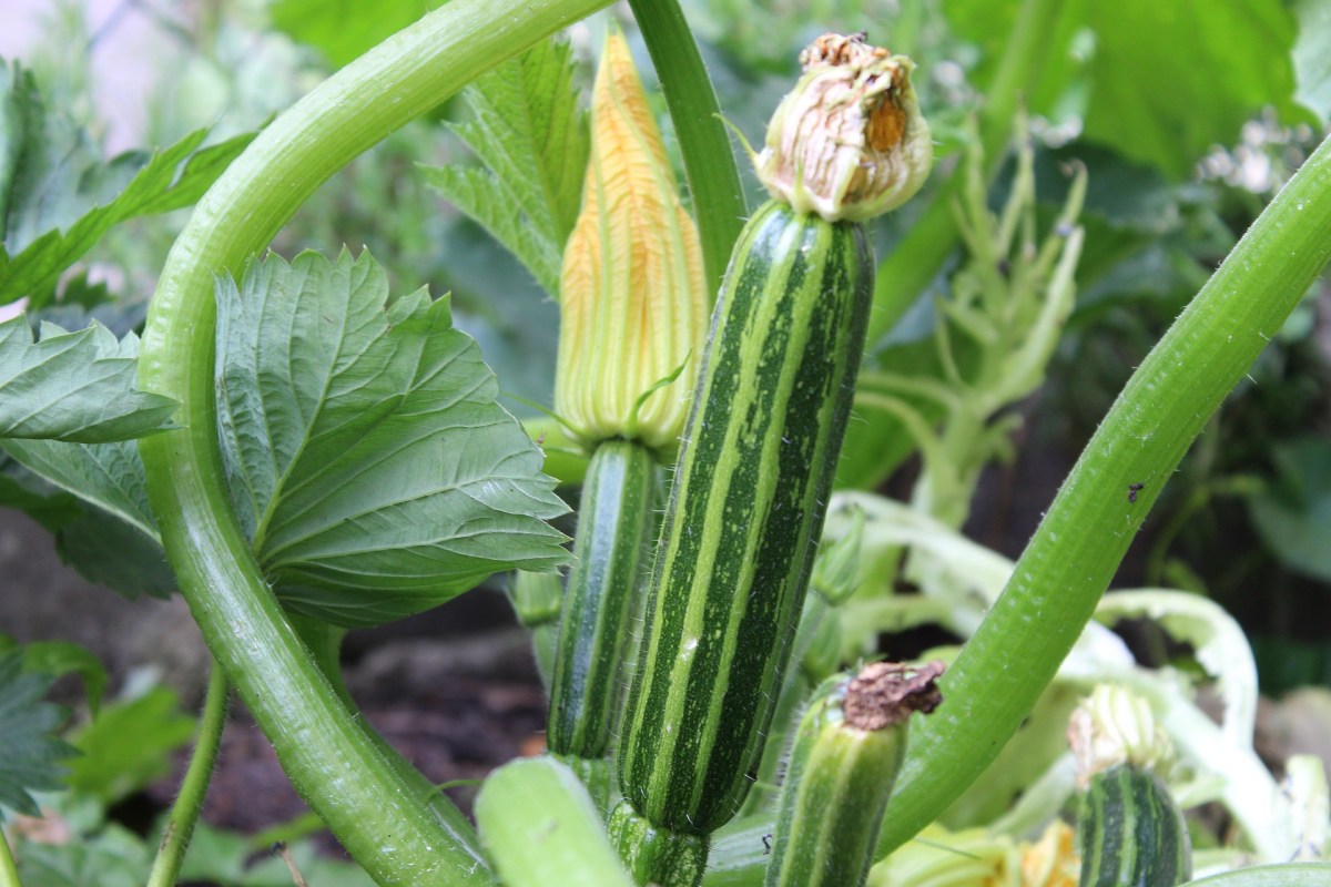 Les maladies des Courgettes, guide et conseils