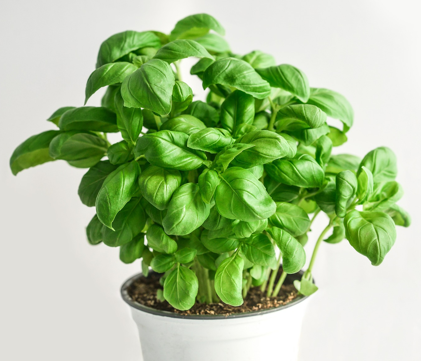 Cultiver du Basilic, secrets d'une culture réussie