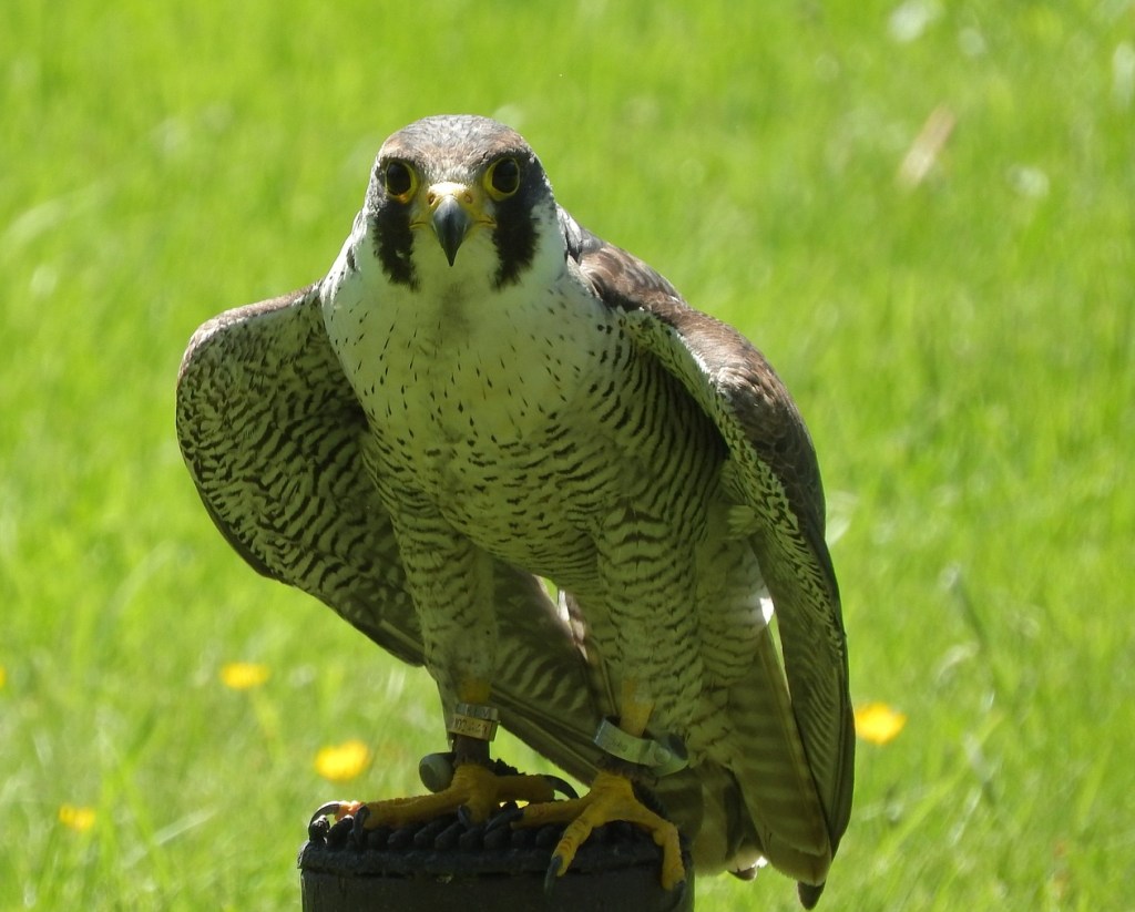 Le Faucon pèlerin, le roi du ciel