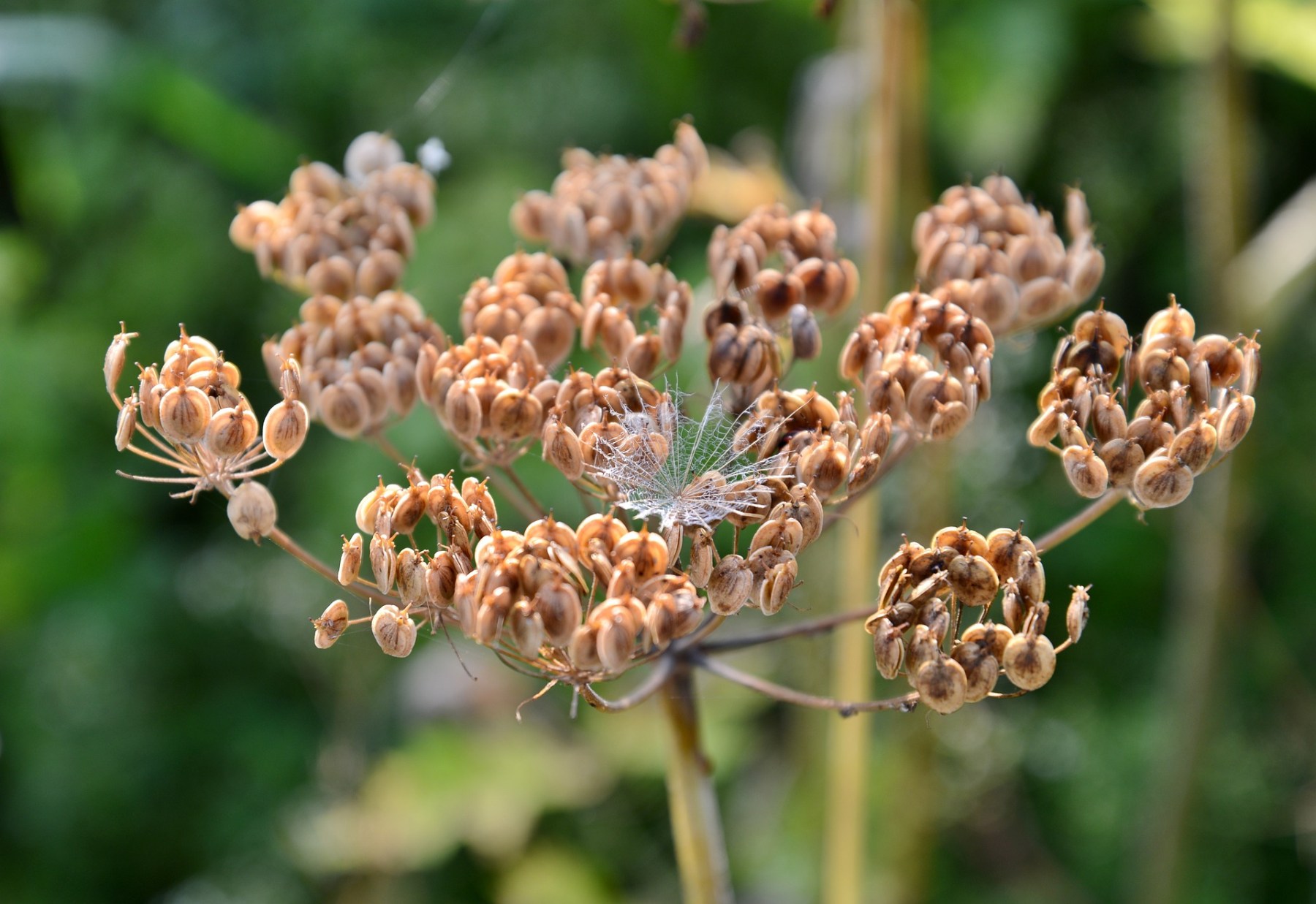 La Grande Berce : plante mellifère et comestible