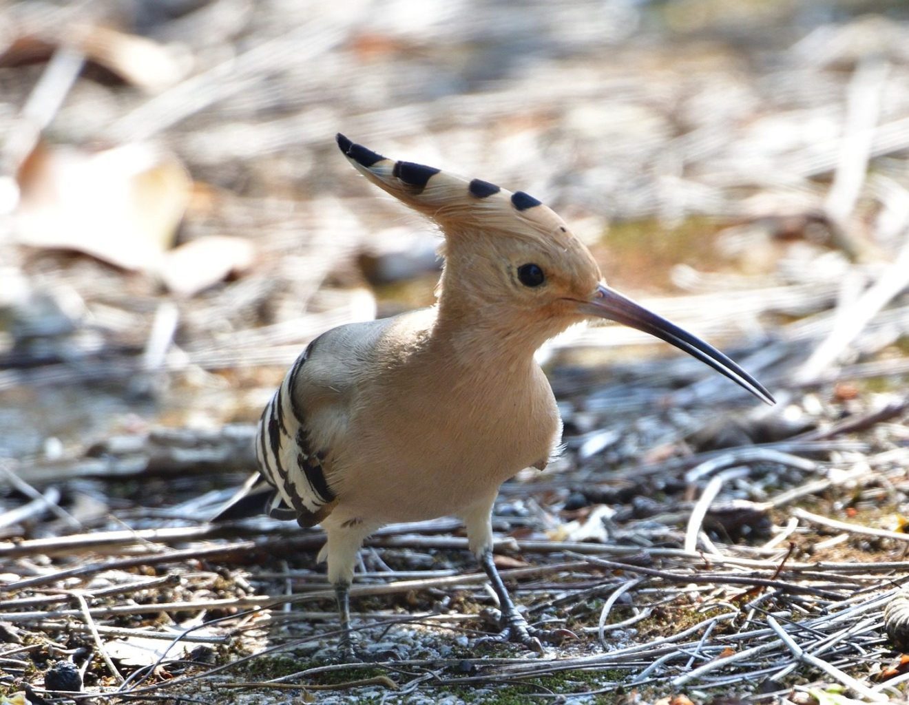 La Huppe fasciée, l'oiseau à la crête de punk