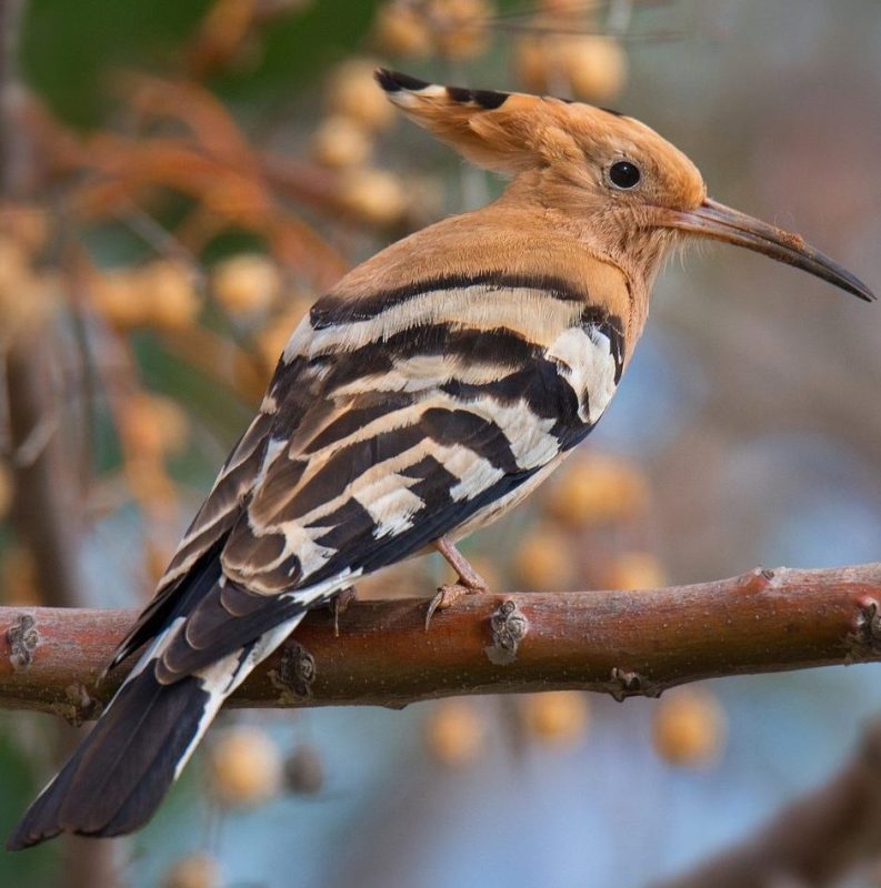 La Huppe fasciée, l'oiseau à la crête de punk