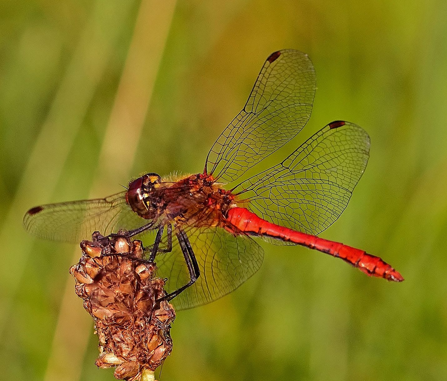 Le Sympetrum sanguin