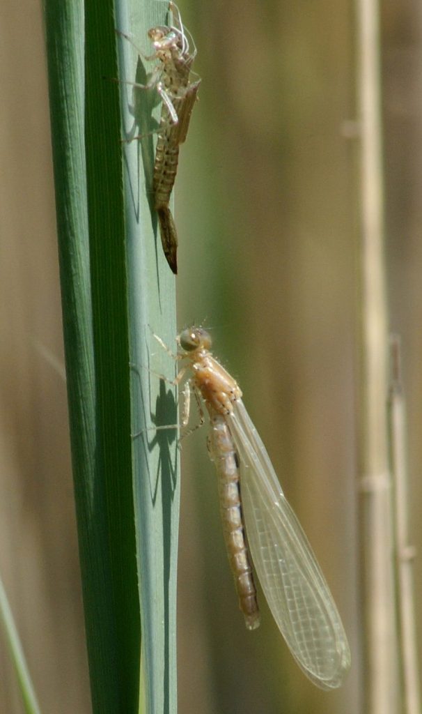 Agrion jouvencelle