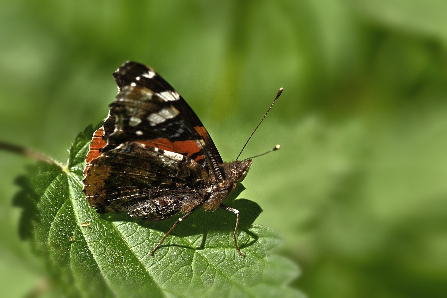 Le Vulcain, le voyageur coloré de nos jardins