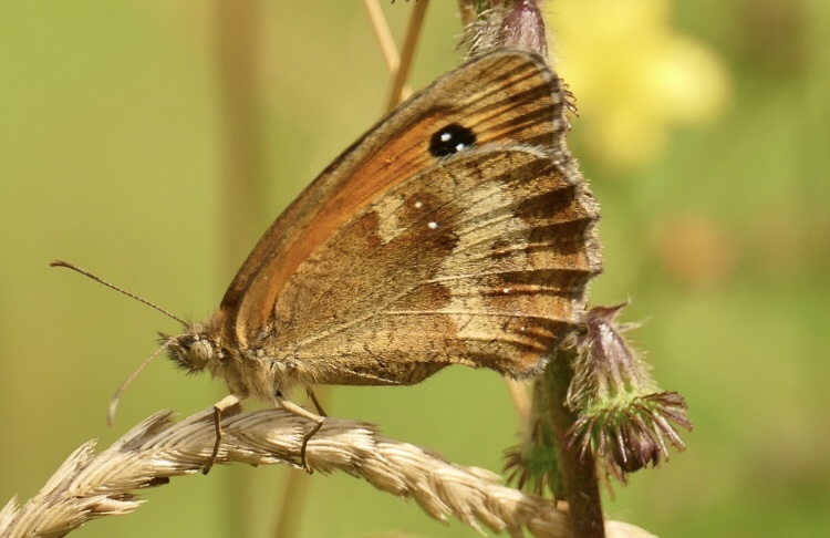 Top 10 des plantes à papillons à avoir au jardin