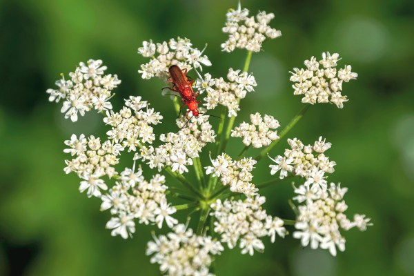 La Grande Berce : plante mellifère et comestible