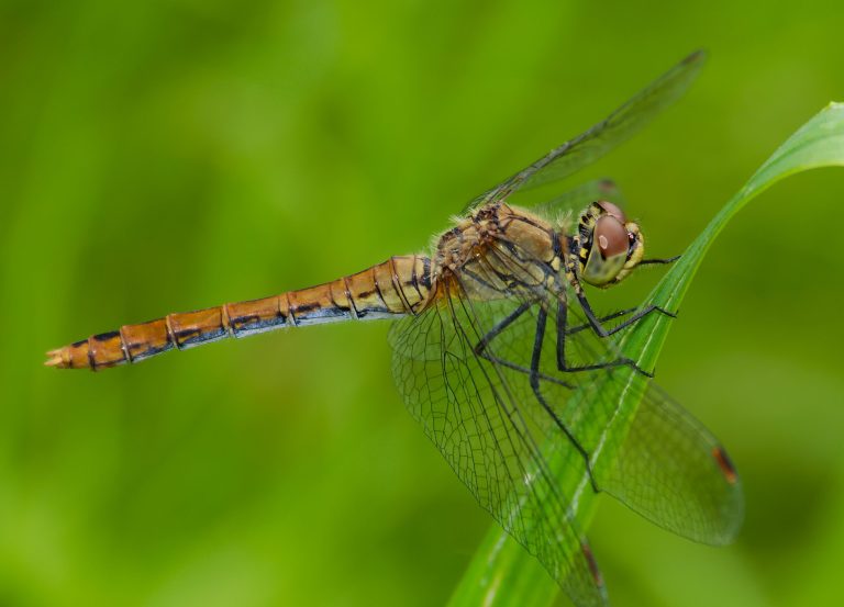 Le Sympetrum sanguin