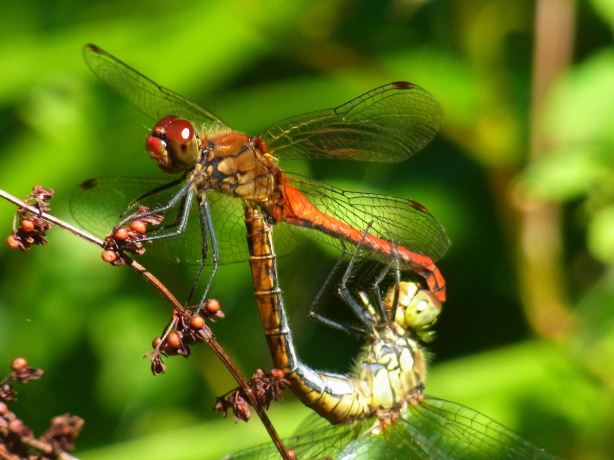 Le Sympetrum sanguin
