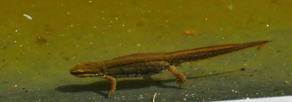 Le Triton palmé, petit prince des mares et des étangs