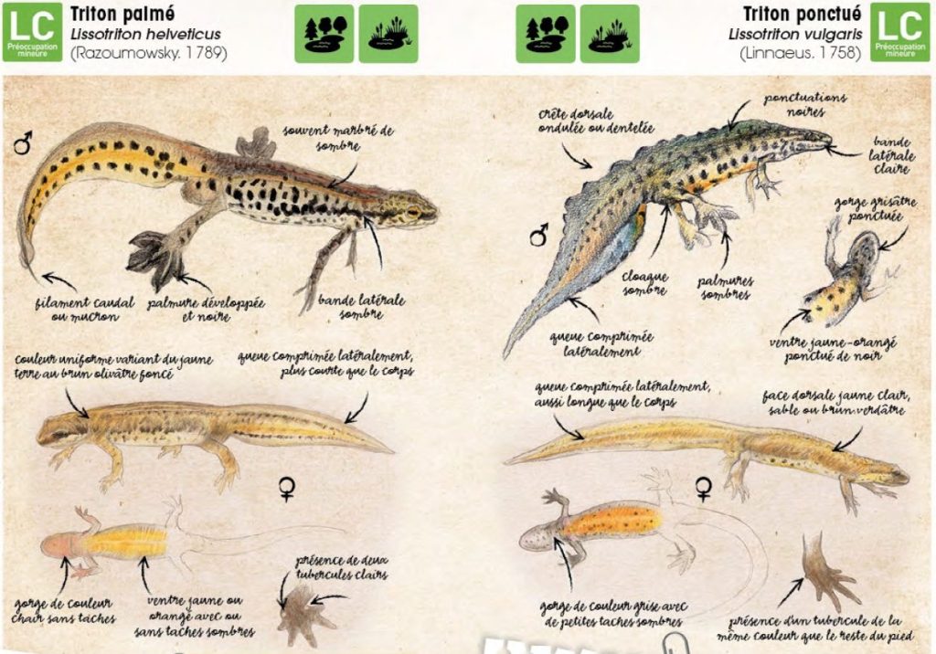 Le Triton palmé, petit prince des mares et des étangs