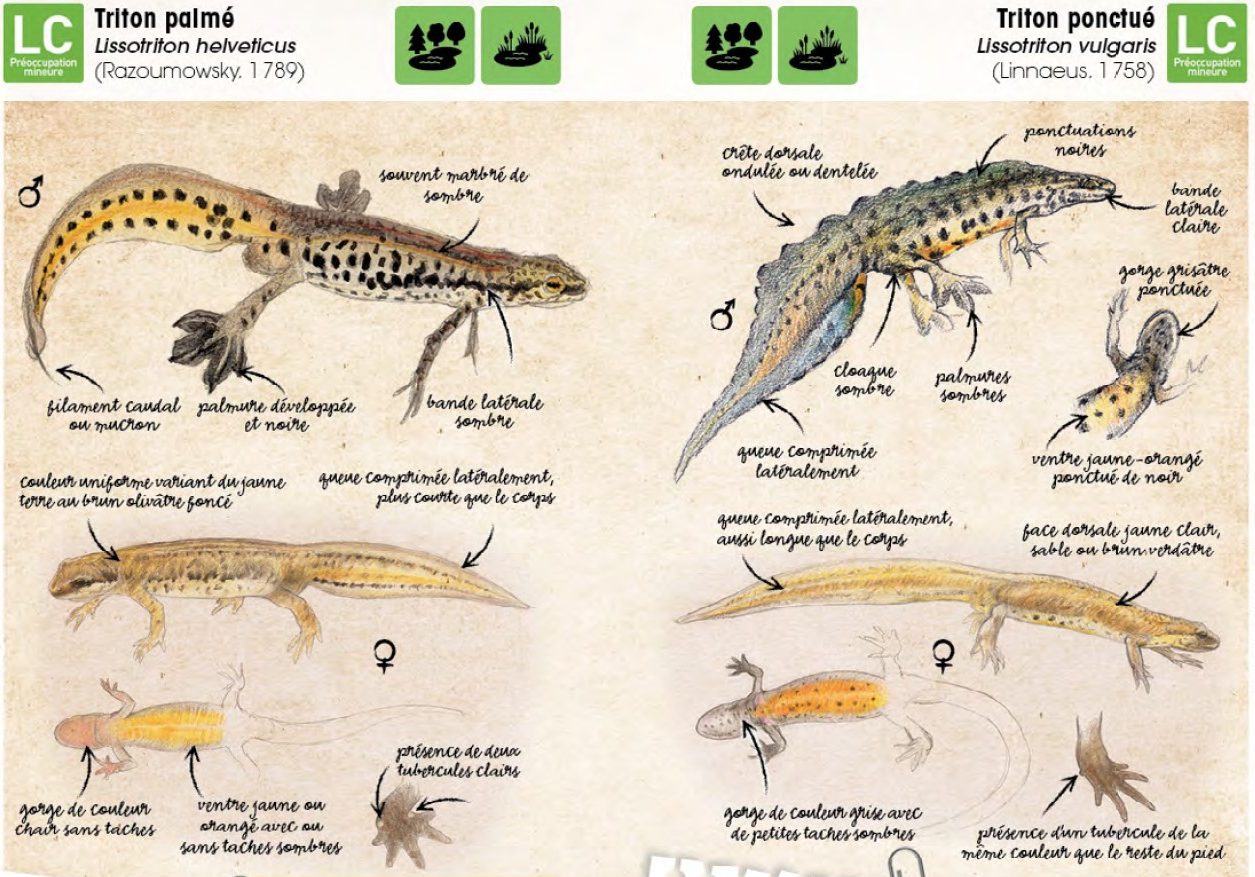 Le Triton palmé, petit prince des mares et des étangs