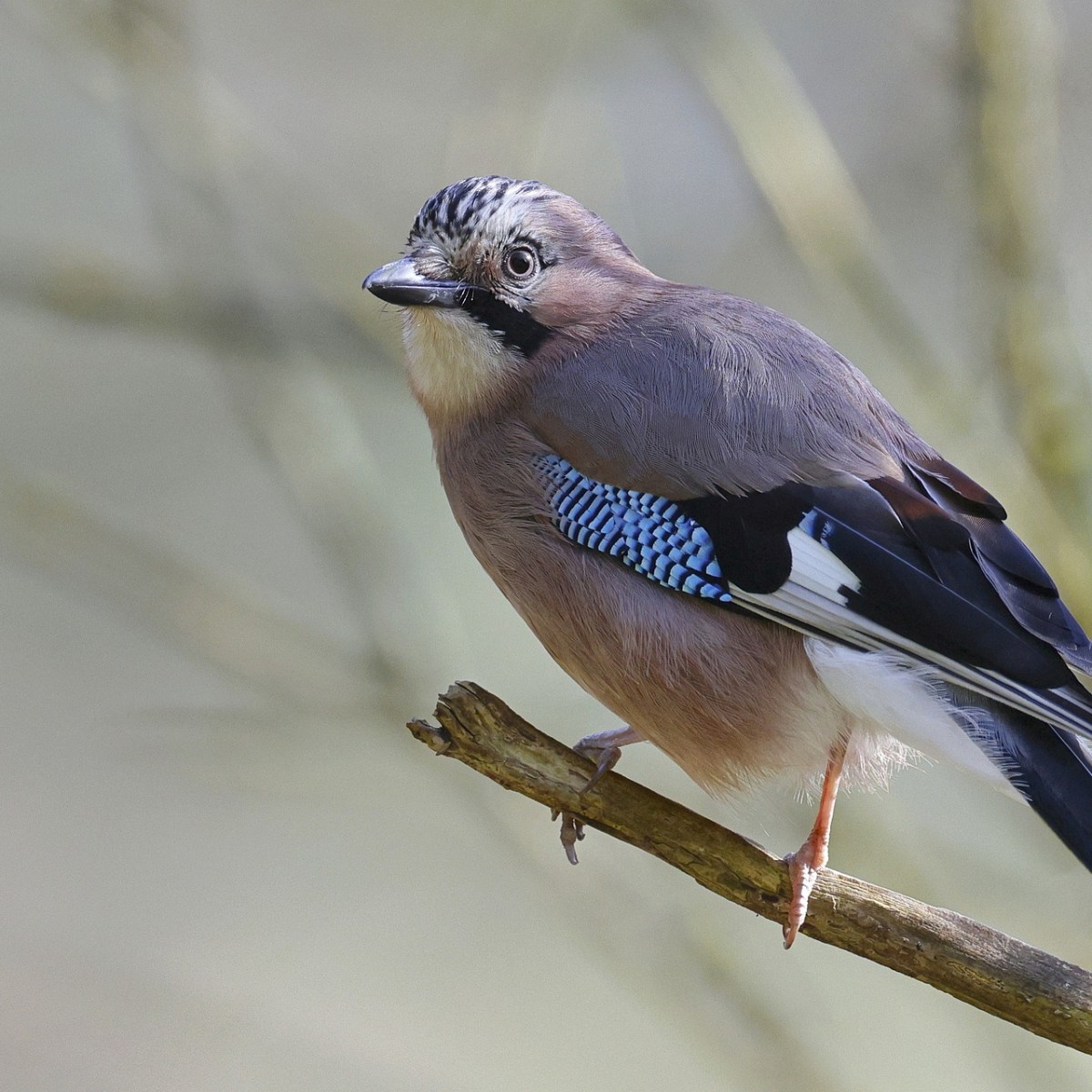 Les Pics ou comment tambouriner sans se casser le crâne