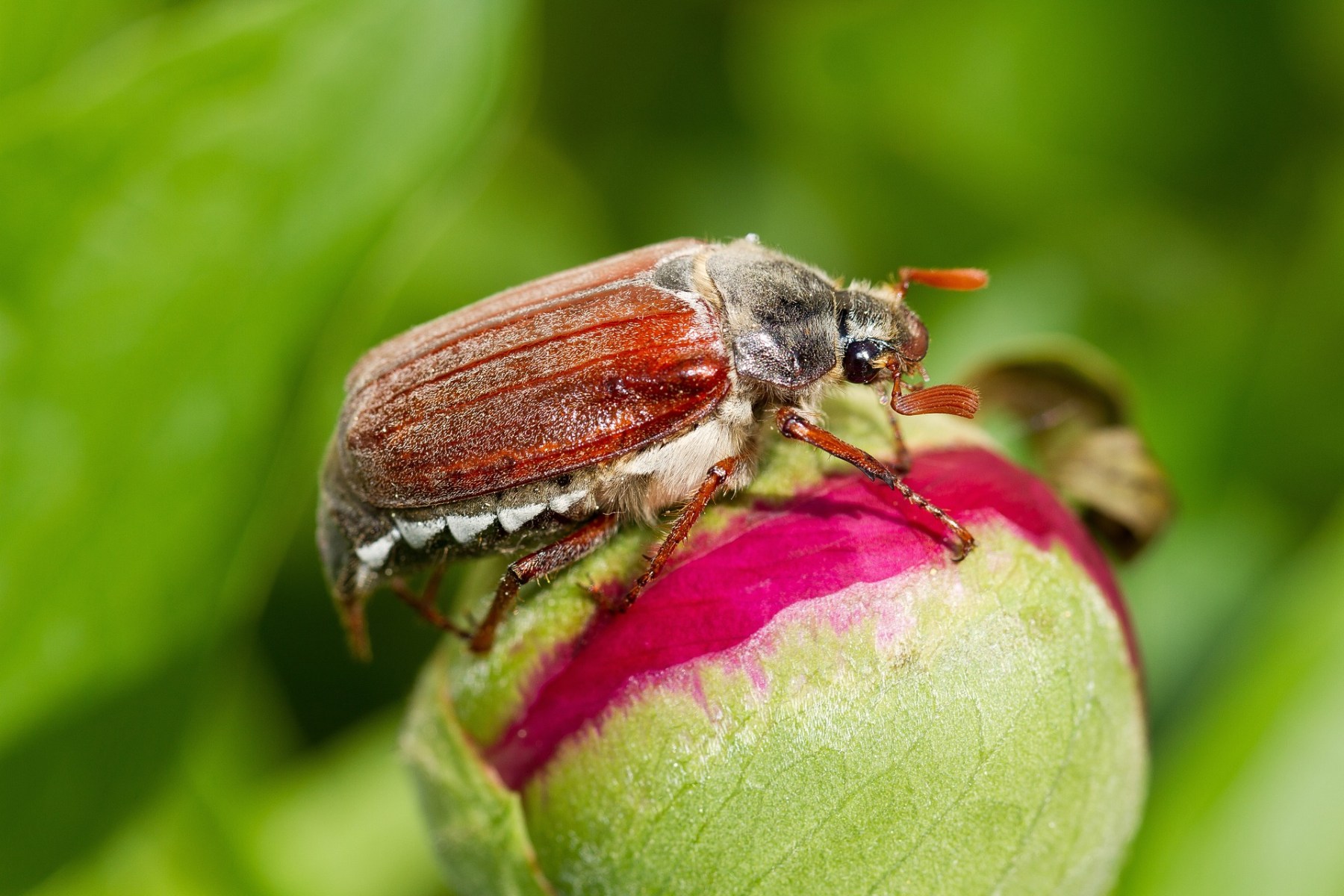:) Le Hanneton commun - Biodiversité France