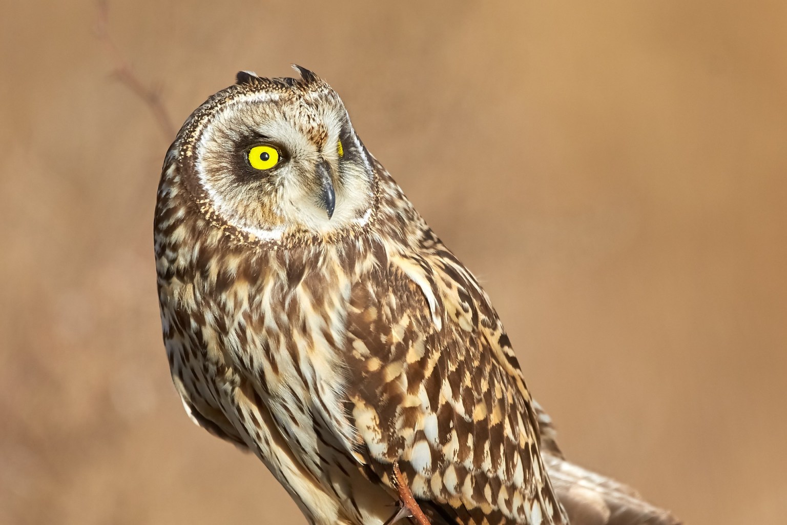 Hibou des marais, maître discret des zones humides