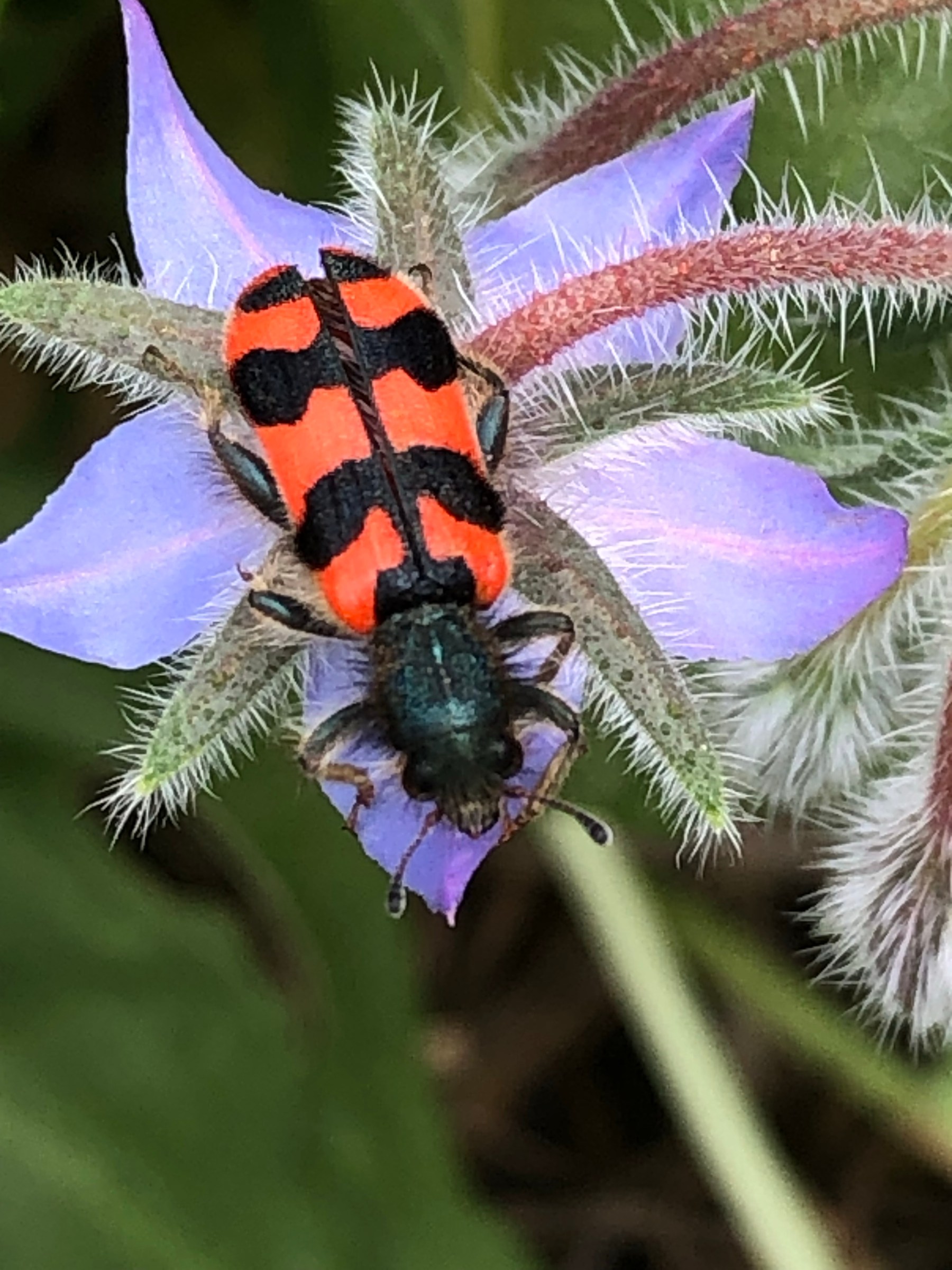 Le Clairon des ruches