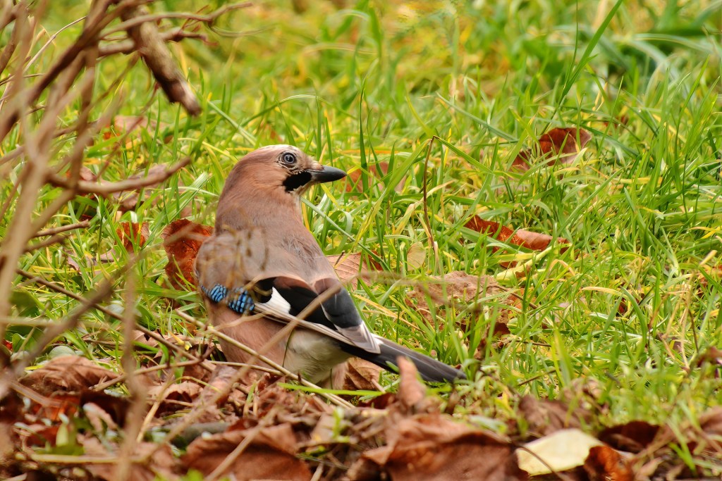 Le Geai des Chênes, le génie de nos forêts