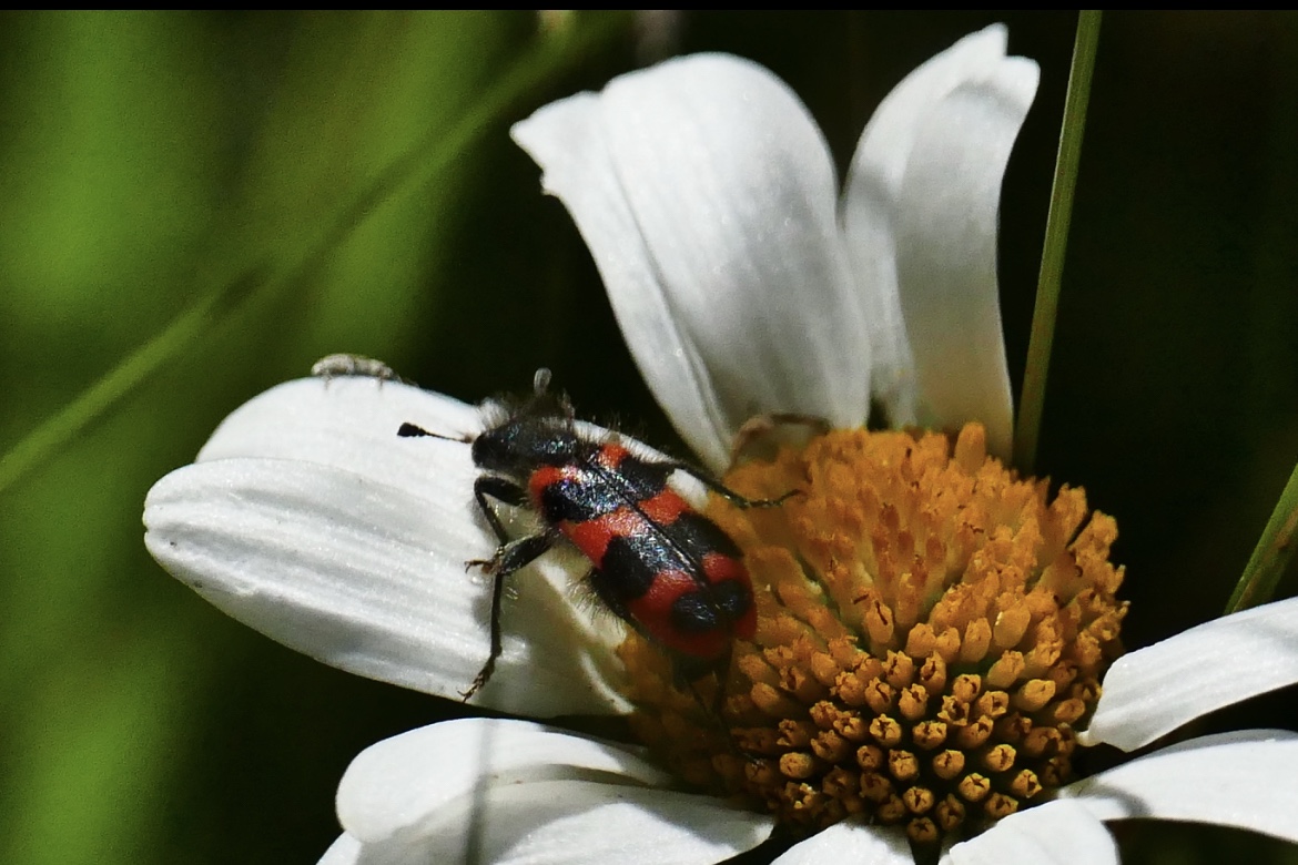 Le Clairon des ruches