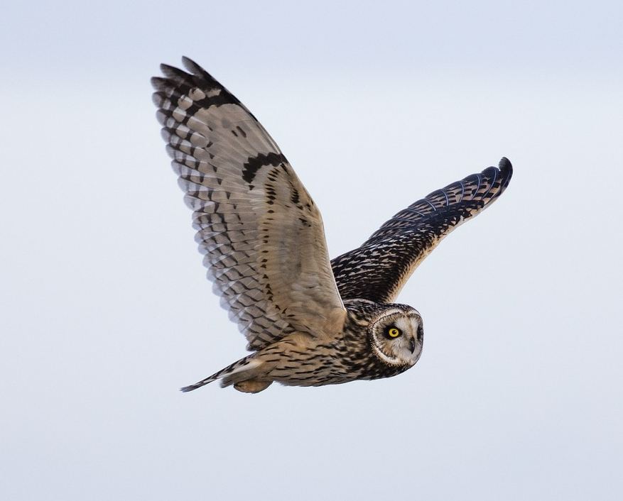 Hibou des marais, maître discret des zones humides