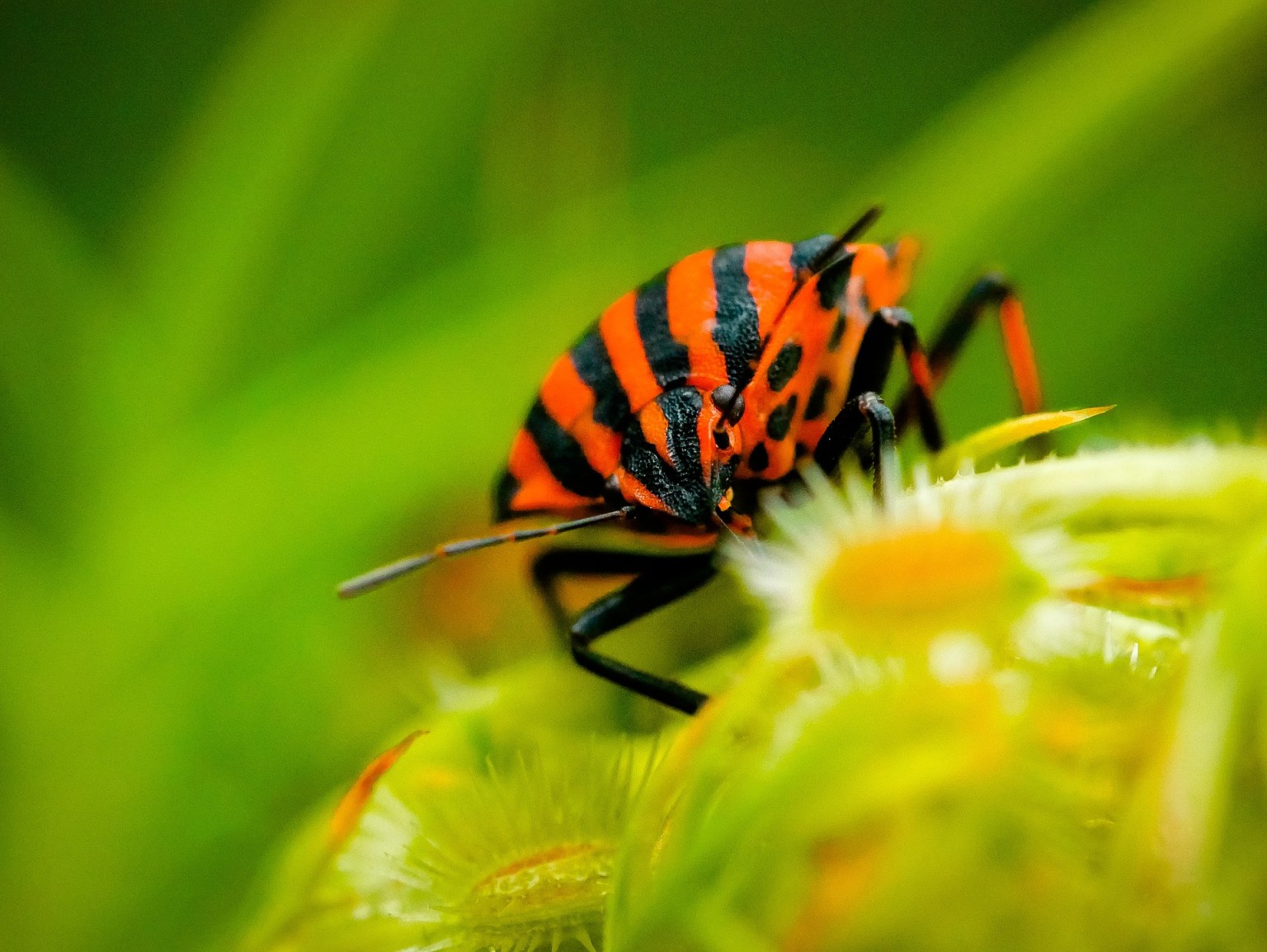 Punaise Arlequin Nuisible Ou Pas