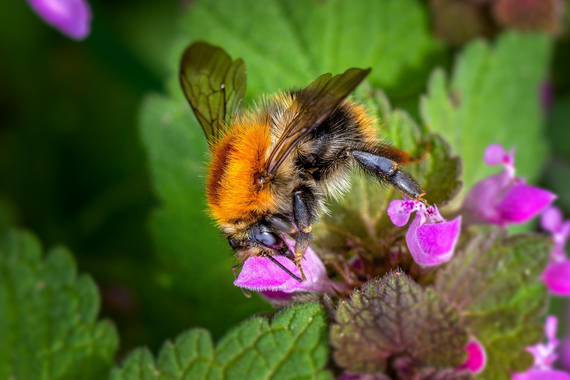 Criocère du lis : comment l’identifier et protéger vos plantes