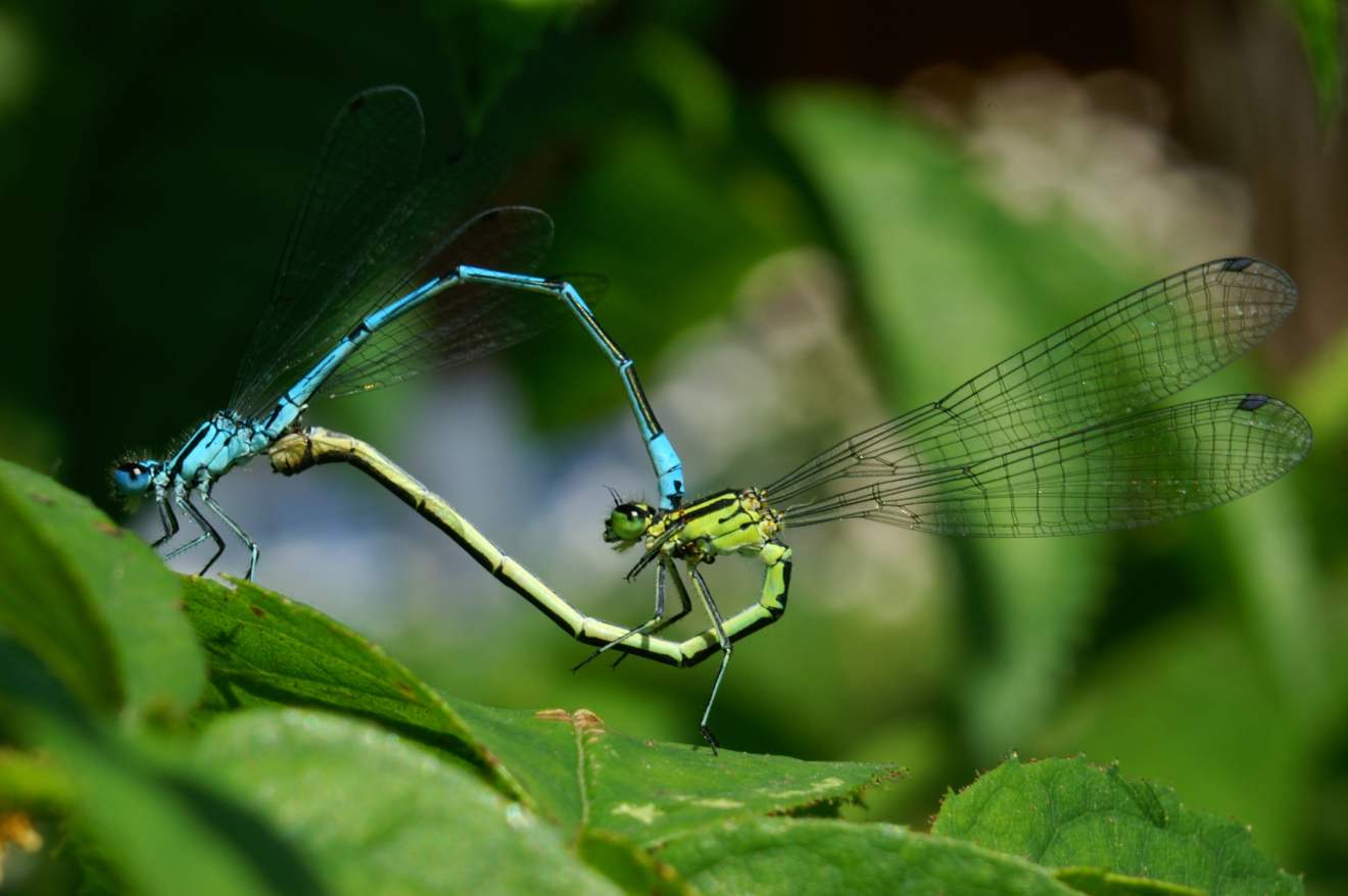 Agrion jouvencelle