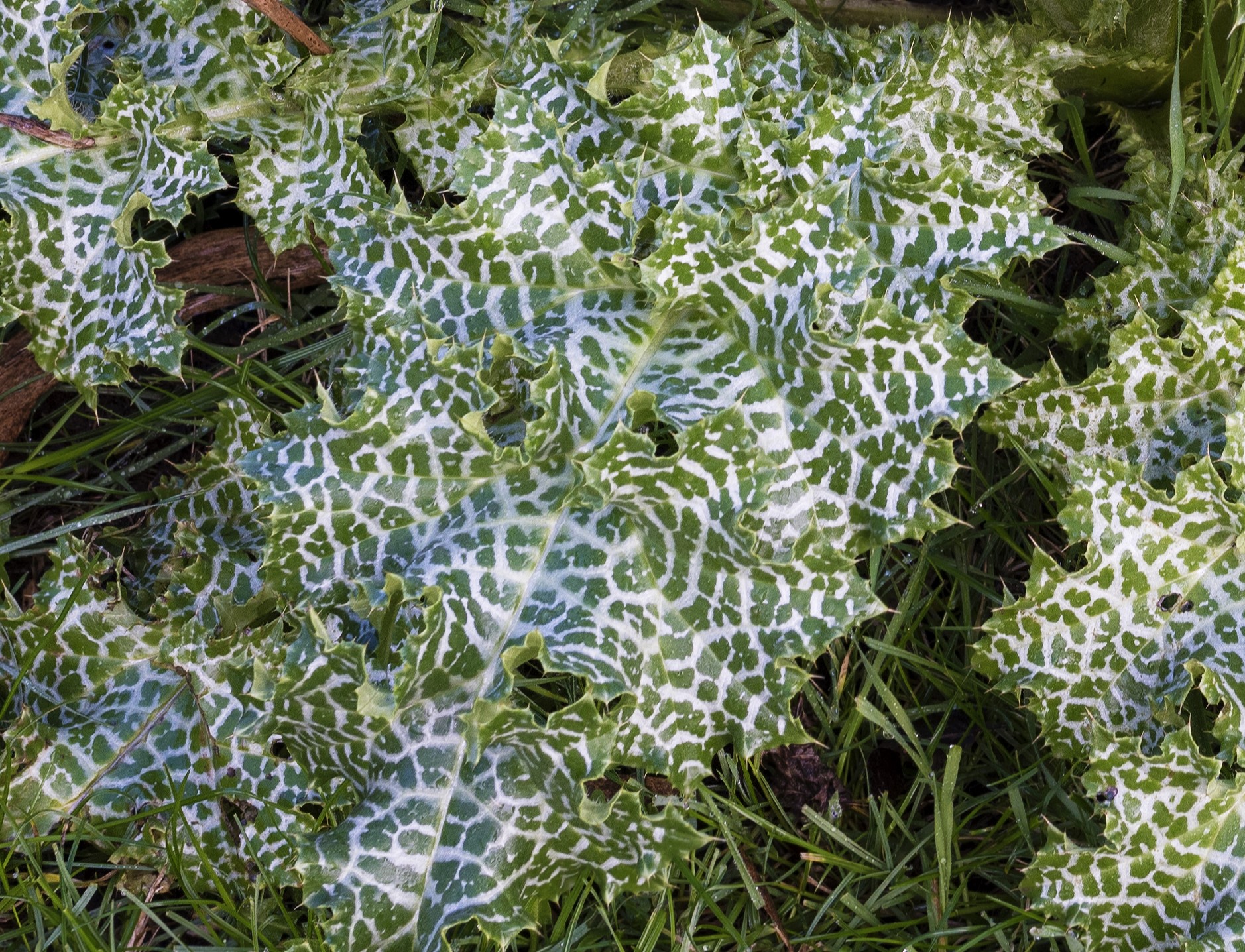 Le Chardon marie, piquant et médicinal