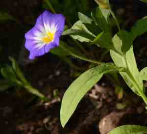 La Belle de jour ou la beauté de chaque matin