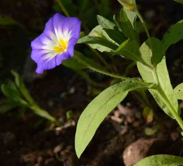 La Belle de jour ou la beauté de chaque matin