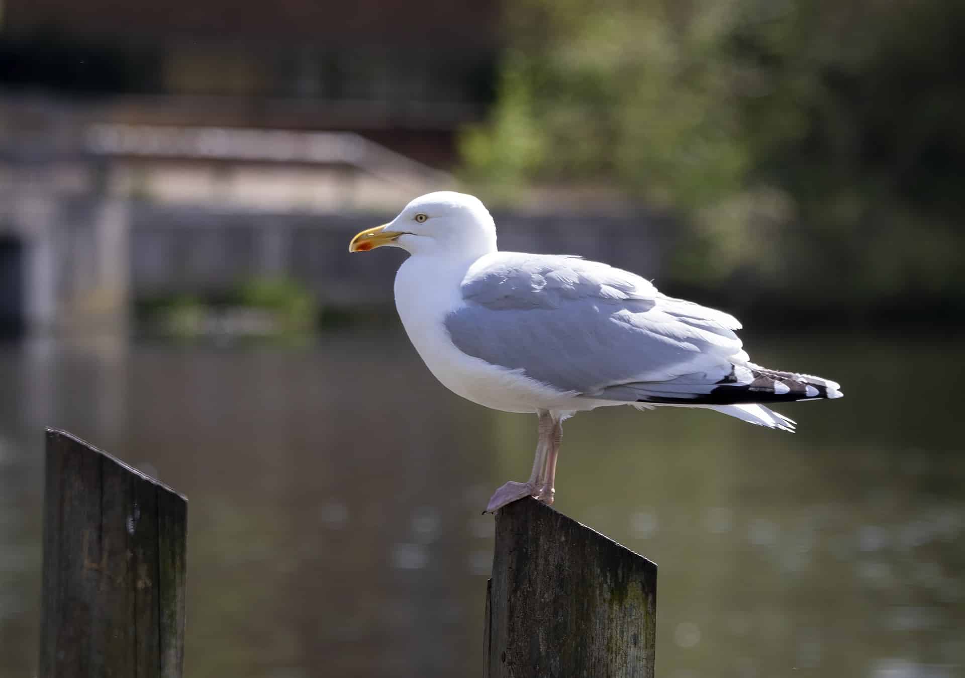 Le Goéland argenté, le maître des mers