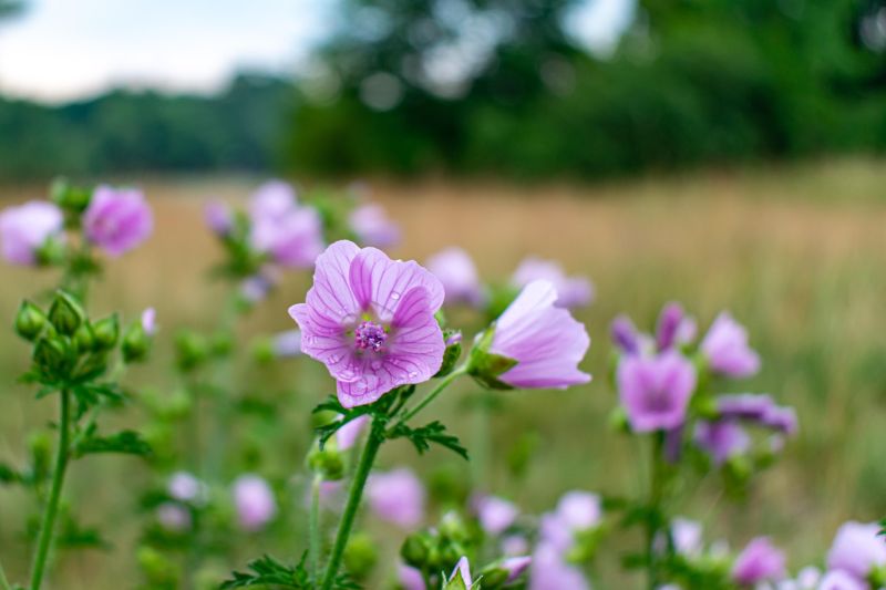 La Grande Mauve, une sauvage très utile