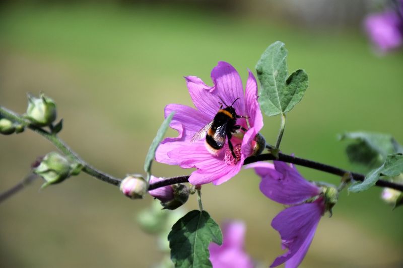 La Grande Mauve, une sauvage très utile