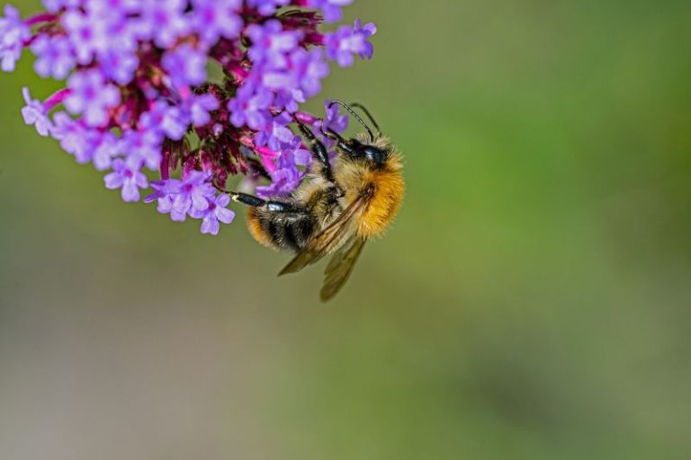 Le Bourdon terrestre, le costaud du jardin