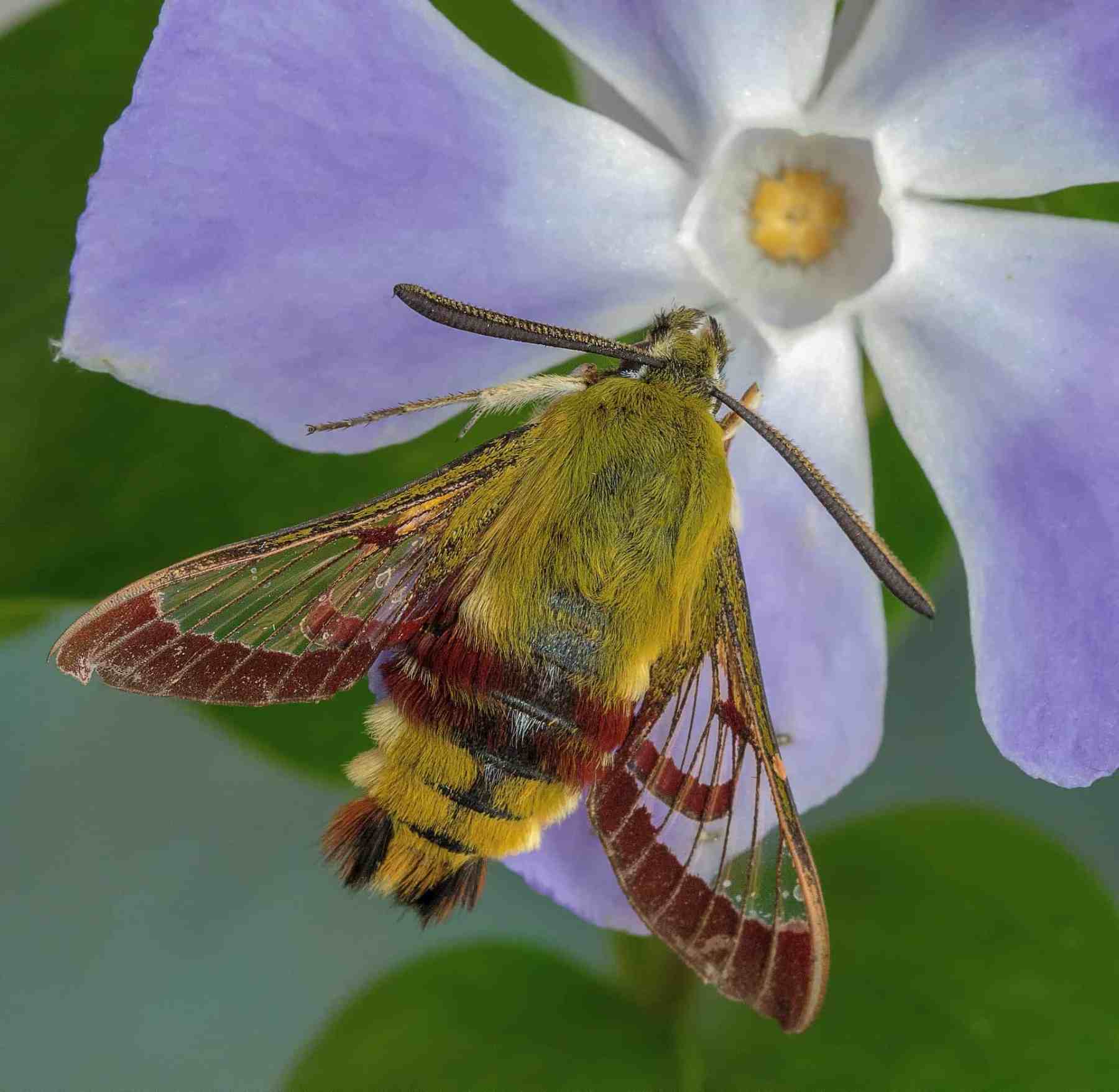 Le Sphinx gazé, le papillon oiseau