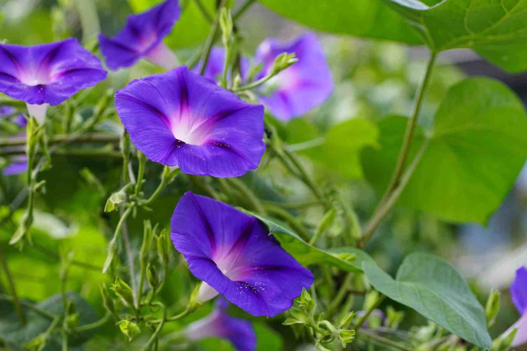 L'Ipomée, la grimpante éclatante