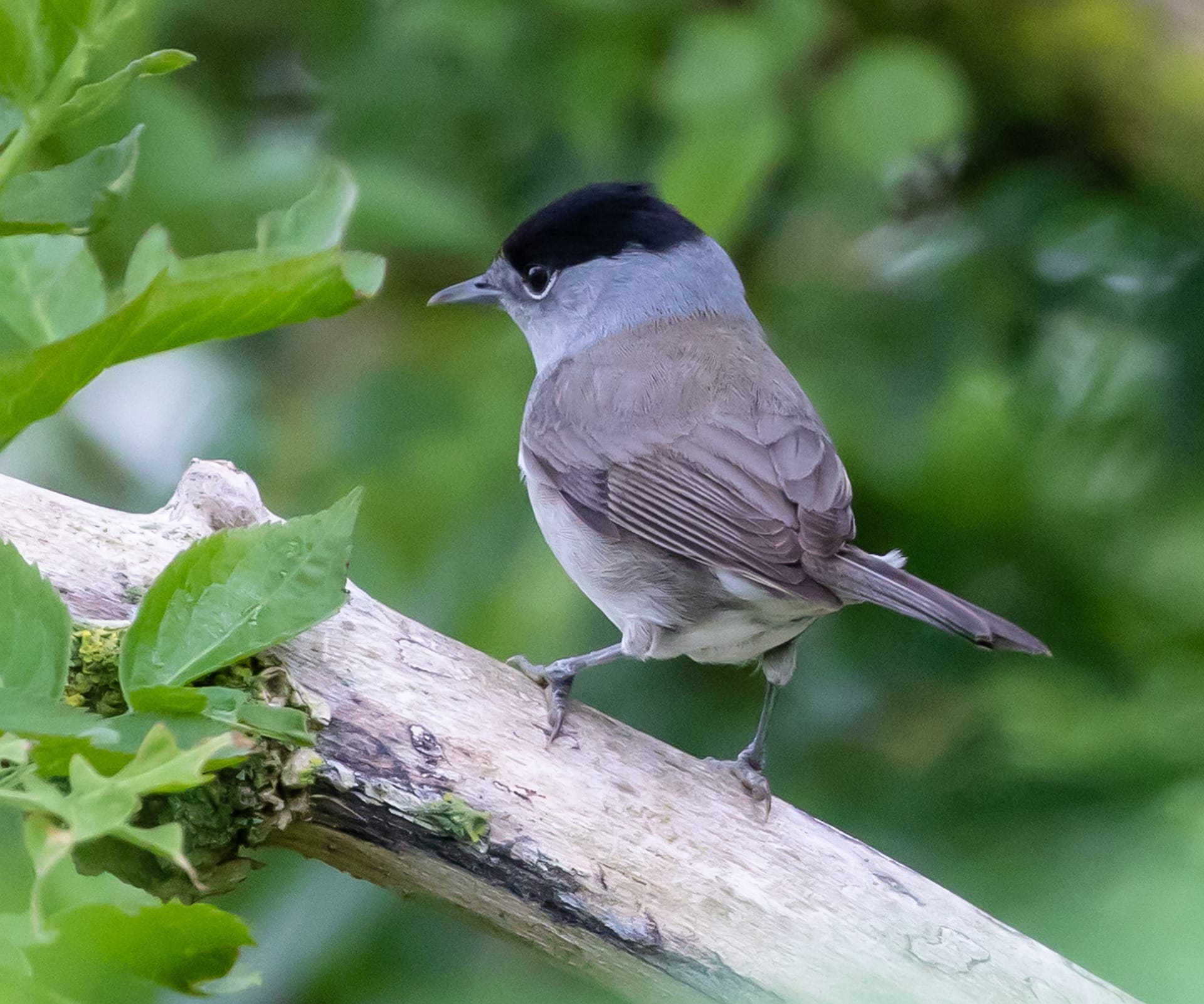 La cigogne blanche : pour vivre heureux, vivons perché